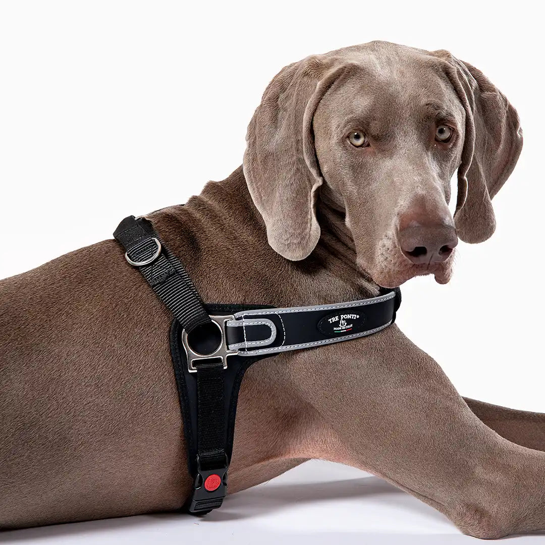 Forza - no pull dog harness, training harness, help stop pulling ...