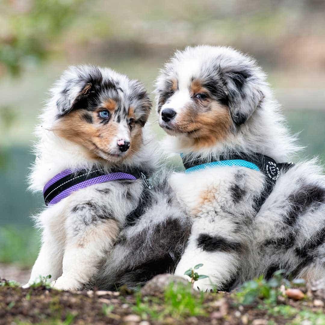 Mesh Adjustable - Step-in harness, dog/cat, easy on/off, soft, Italy ...