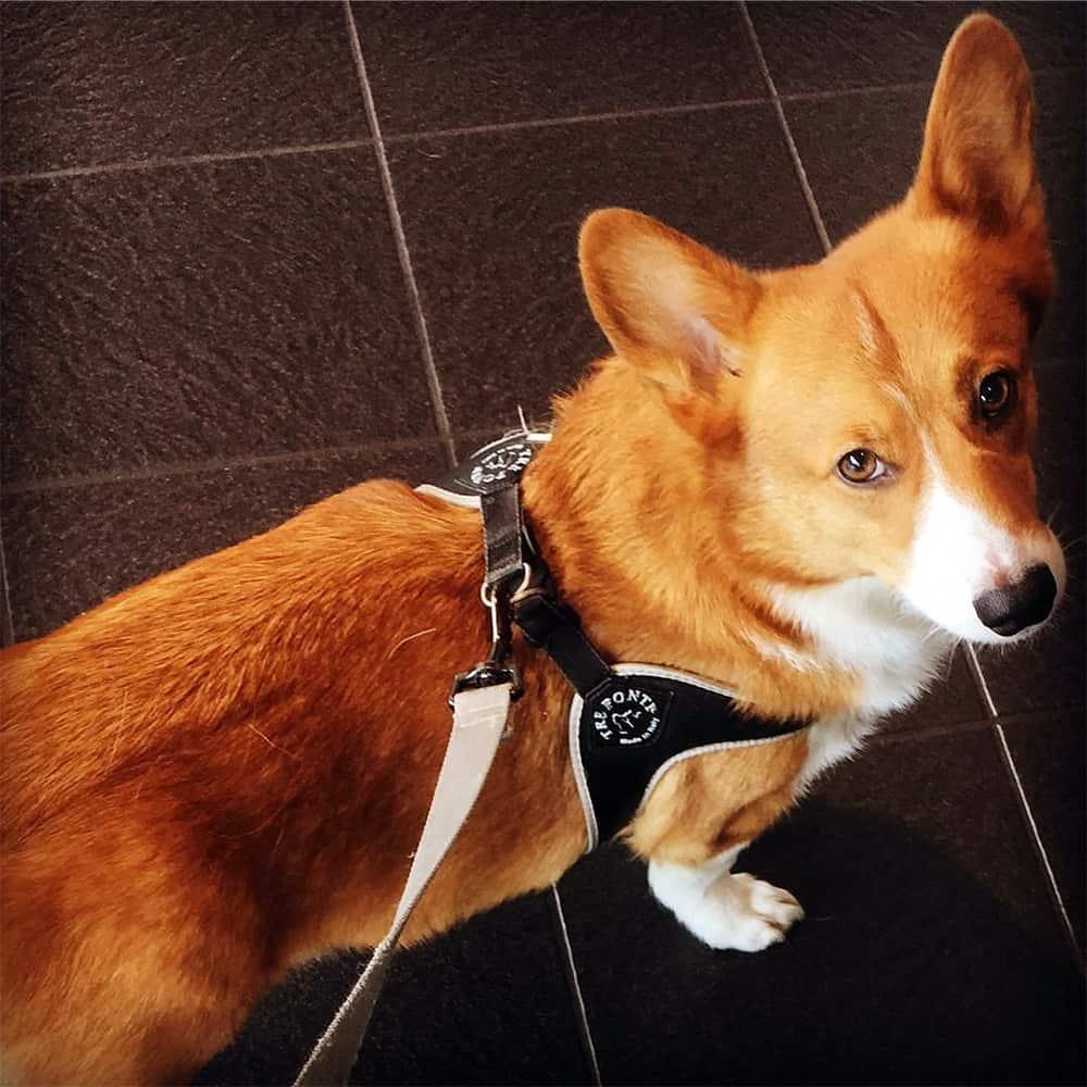 Genesis Buckle - Step-in dog harness, easy on/off, comfy, Italian made ...