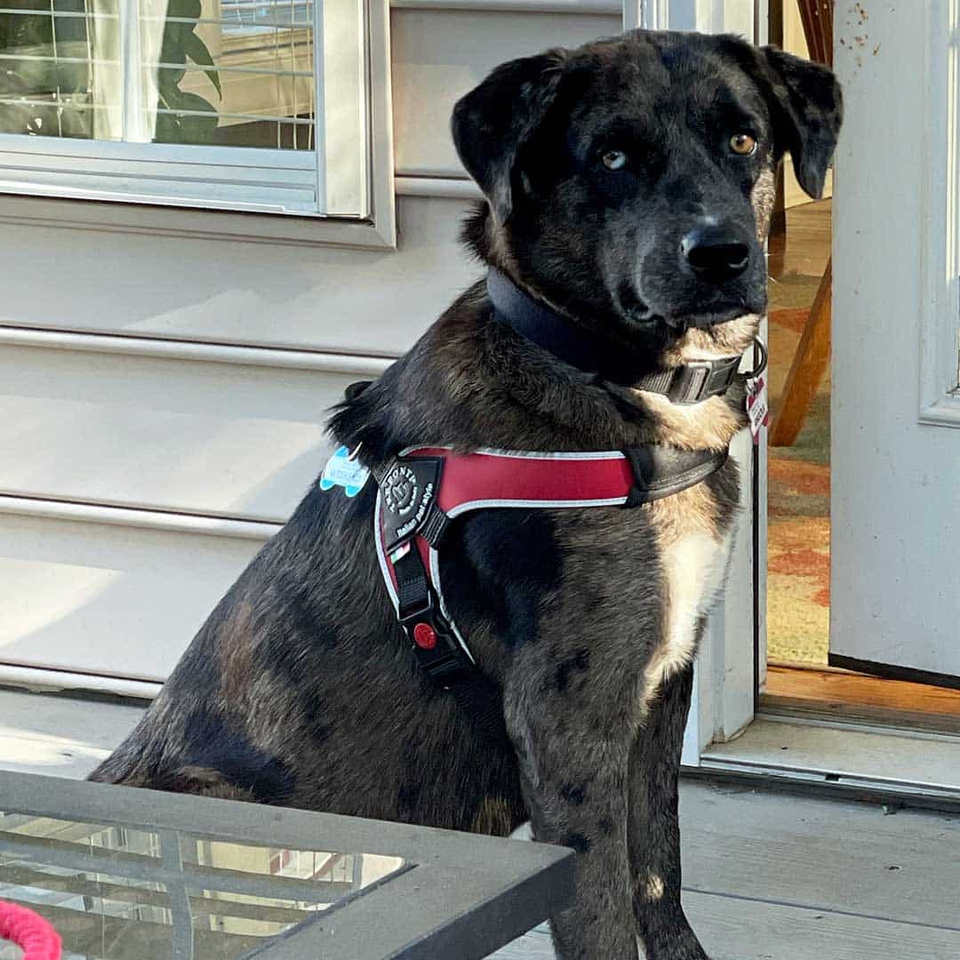 Brio - Dog harness, easy, comfortable and ergonomic, Italian styling ...